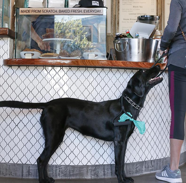 The Original Lofty Cafe in Encinitas: Local Coffee, Breakfast and Lunch